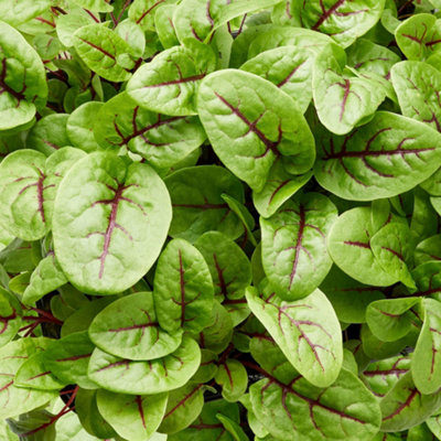 Sorrel Leaf Red Herb Plant - Striking Red Veins, Compact Growth ...