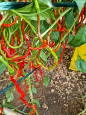 Spaghetti Pepper Chilli Seeds - 10 Fresh Seeds