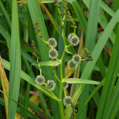 Sparganium erectum - Branched bur reed marginal pond plant in a 9cm pot