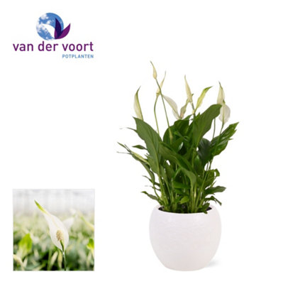 Spath Bellini Ceramic Bolpot, 13cm Pot Size, 40cm Tall, Peace Lily ...