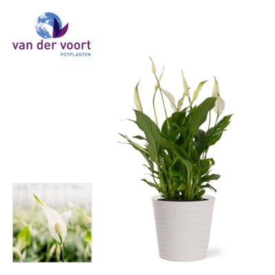 SPATH BELLINI CERAMIC ULTIMO, 13CM POT SIZE, 40CM TALL, SPATHIPHYLLUM ...