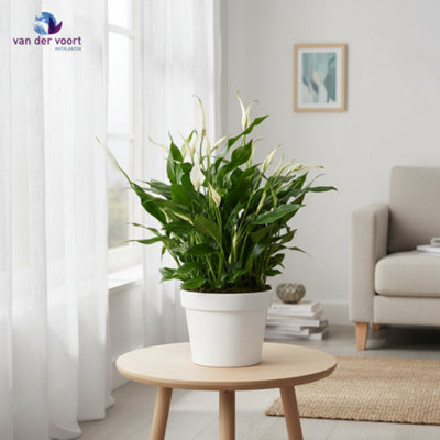 Spath Bellini Pot size 23 Cm Height 45 Peace lily Indoor Houseplant