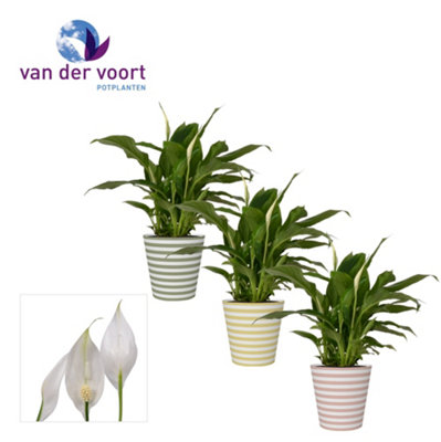 Shop Spath Chopin Smart Cup Vibe, 9cm Pot Size, 30cm Tall, Spath ...