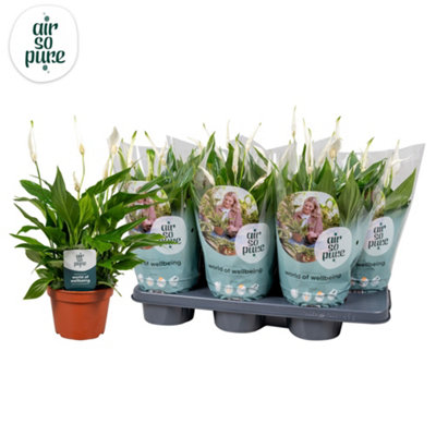 Spath Pearl Cupido, 15cm Pot Size, 45cm Tall, Peace Lily, Indoor Houseplant