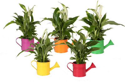 Spath Pearl Cupido Gieter Zink, 7cm Pot Size, 609cm Tall, Peace Lily ...