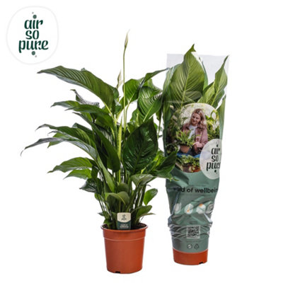 Spath Sweet Silvana, 24cm Pot Size, 80cm Tall, Peace Lily, Indoor ...