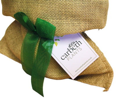 Spathiphyllum Peace Lily in Hessian Gift Wrap & Gift Card - Fantastic ...