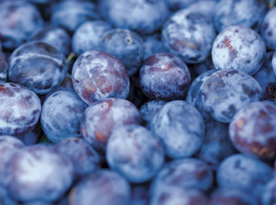 Special Offer - Czar Plum Large Fruit Tree 6ft Tall in a 7.5 Litre Pot