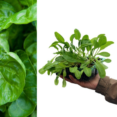 Spinach Beet 'Perpetual Spinach' Plants - 8 Pack - Easy Planting | DIY ...