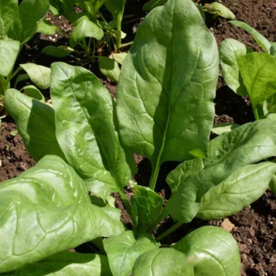 Spinach Matador 400 Seeds - Premium Leafy Green Vegetable Seeds