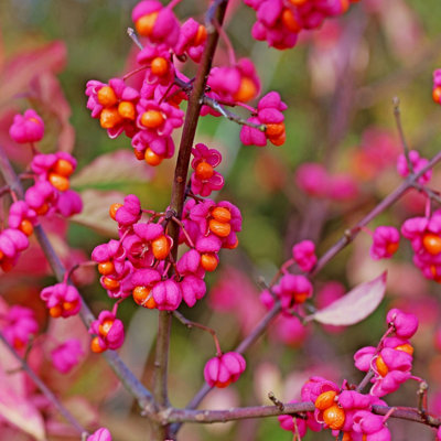 Spindle Tree 4-5ft Tall, Euonymus Europaeus, 6L Pots Pink Autumn ...