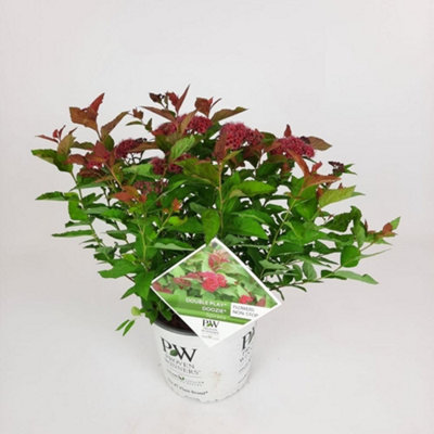 Spiraea Japonica Double Play Doozie - Red Foliage Deep Pink Flowers ...