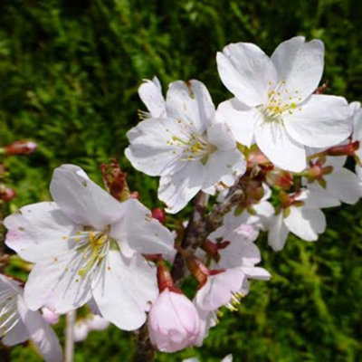 Spire Flowering Cherry Blossom Tree Outdoor Ornamental Prunus Bare Root ...