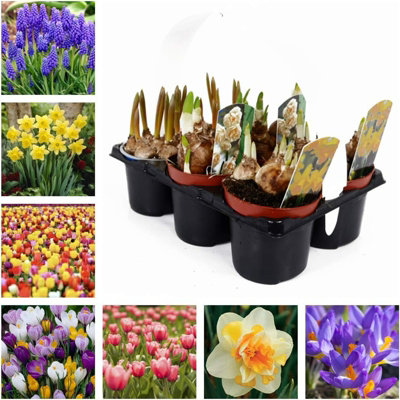 Spring Bulb Collection - 6 x 9cm Pots of Mixed Outdoor Growing ...