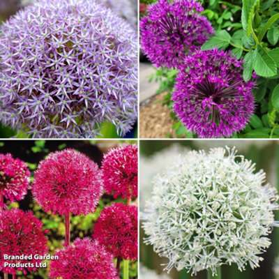 Spring Flowering Allium Giant Collection 12 Bulbs | DIY at B&Q