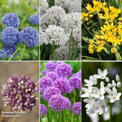 Spring Flowering Allium Mix 100 Bulbs