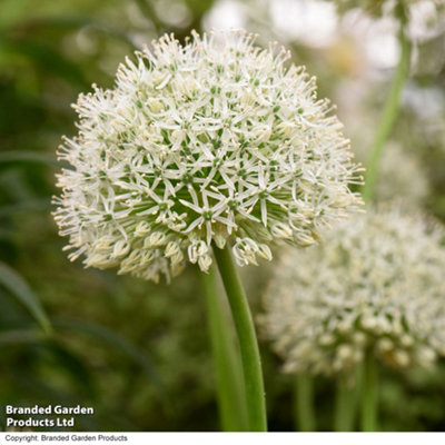 Spring Flowering Allium stipitatum White Giant 6 Bulbs | DIY at B&Q