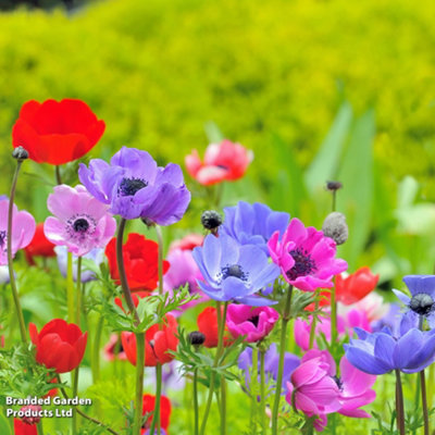 Spring Flowering Anemone De Caen Mix 40 Bulbs