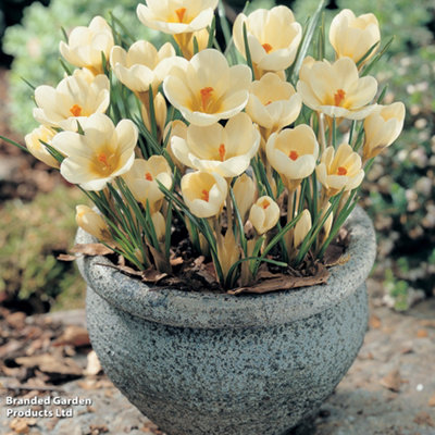 Spring Flowering Crocus Cream Beauty 50 Bulbs at B&Q
