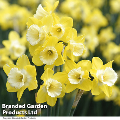 Buy Spring Flowering Daffodil Jonquilla pipit 20 Bulbs | DIY at B&Q