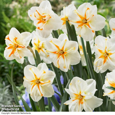 Spring Flowering Daffodil Trepolo 5 Bulbs