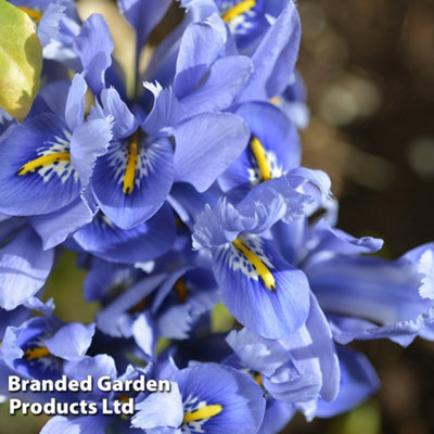 Spring Flowering Iris reticulate Alida 25 Bulbs