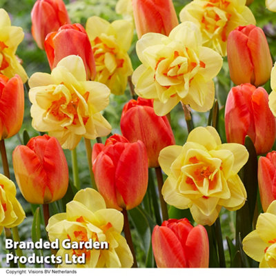 Spring Flowering Spring Apricot Shades Mix 20 Bulbs