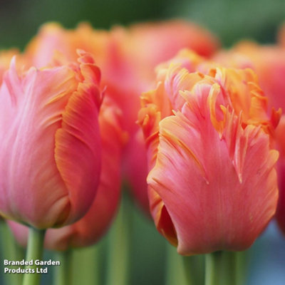 Spring Flowering Tulip Amazing Parrot 16 Bulbs