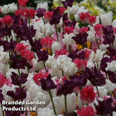 Spring Flowering Tulip Crown Mix 12 Bulbs