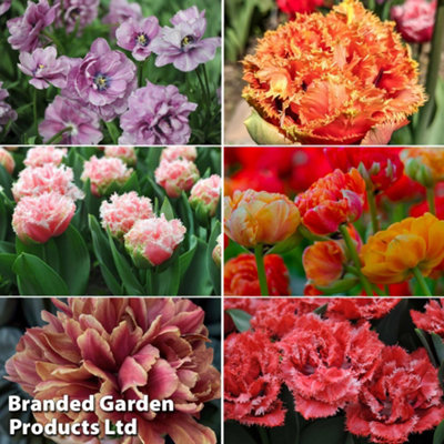 Spring Flowering Tulip Doubles Collection 30 Bulbs | DIY at B&Q