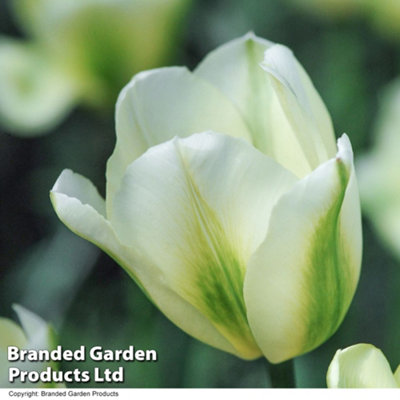 Spring Flowering Tulip Spring Green 20 Bulbs