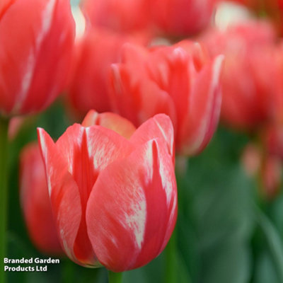 Spring Flowering Tulip Spryng Break 16 Bulbs