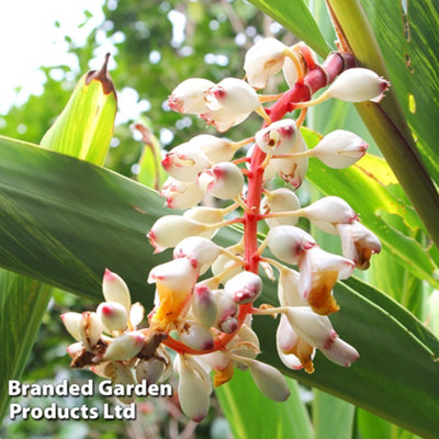 Spring Flowering Zingiber officinale (Ginger) 2 Tubers