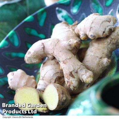 Spring Flowering Zingiber officinale (Ginger) 3 Tubers
