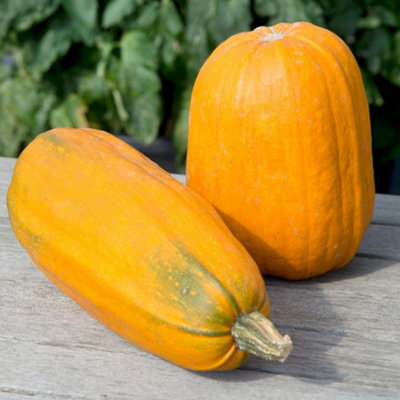 Squash Long Pie Sweet Large Orange Fruits 2.5-4kg Ideal for Baking ...