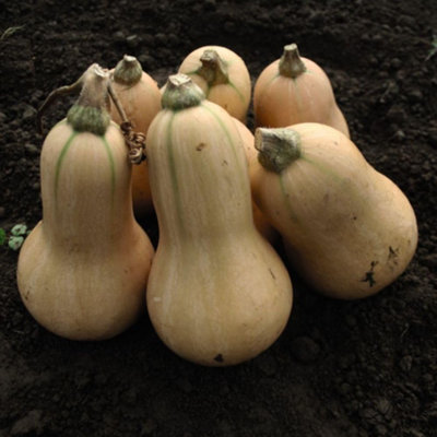 Squash Winter Butternut Hunter F1 1 Seed Packet | DIY at B&Q