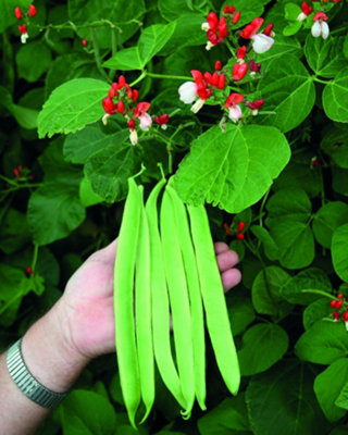 St George Runner Bean Seeds - Easy Grow Climbing Vegetable High Yield ...