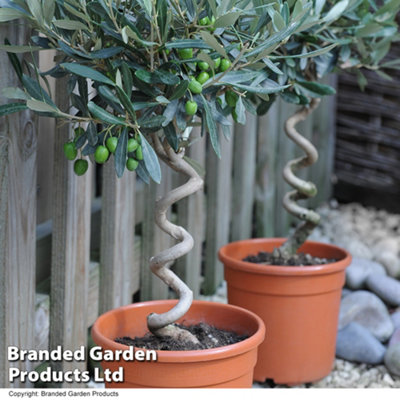 Standard Olive Tree with Twisted Stem - 70-75cm (including pot ...