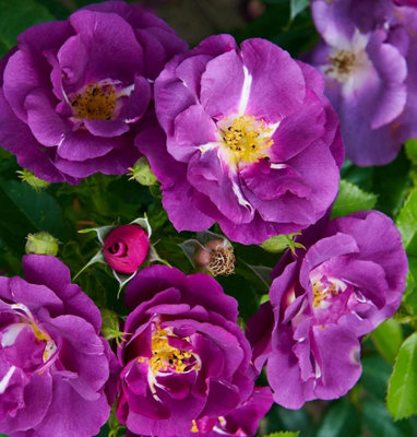 Standard Rhapsody in Blue Rose Plant Tree 4-5ft Supplied in a 7.5 Litre ...