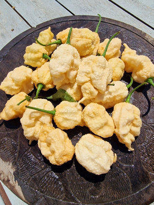 Star Scream Chilli Seeds - 10 Fresh Seeds