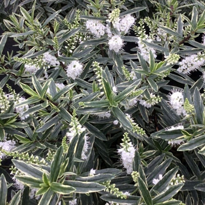 Starlight Shrubby Veronica Outdoor Shrub Plant Veronica 2L Pot