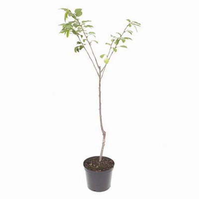 Stella Cherry Fruit Tree in a 5L Pot 90-110cm Tall on Dwarf Rootstock ...