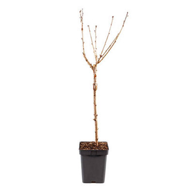 Stella Cherry Fruit Tree in a 5L Pot 90-110cm Tall on Dwarf Rootstock ...