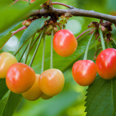 Stella Cherry (Prunus avium) Tree - Trained