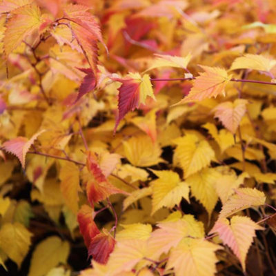 Stephanandra tanakae Hardy Deciduous Shrub - Golden Foliage Creamy ...
