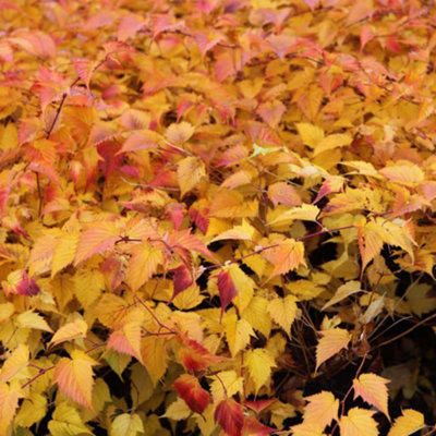 Stephanandra tanakae Hardy Deciduous Shrub - Golden Foliage Creamy ...