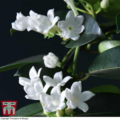 Stephanotis Floribunda On A Hoop 11cm Potted Plant x 1 + 20 LED Lights ...