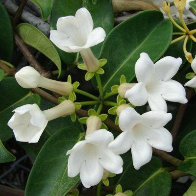 Stephanotis floribunda on Hoop - Madagascar Jasmine in 12cm Pot - 40cm ...