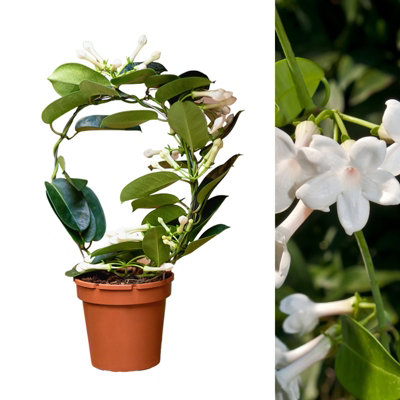 Buy Stephanotis floribunda on Hoop - Madagascar Jasmine in 12cm Pot ...