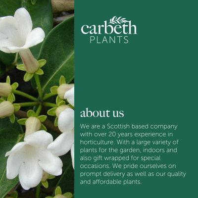 Buy Stephanotis floribunda on Hoop - Madagascar Jasmine in 12cm Pot ...